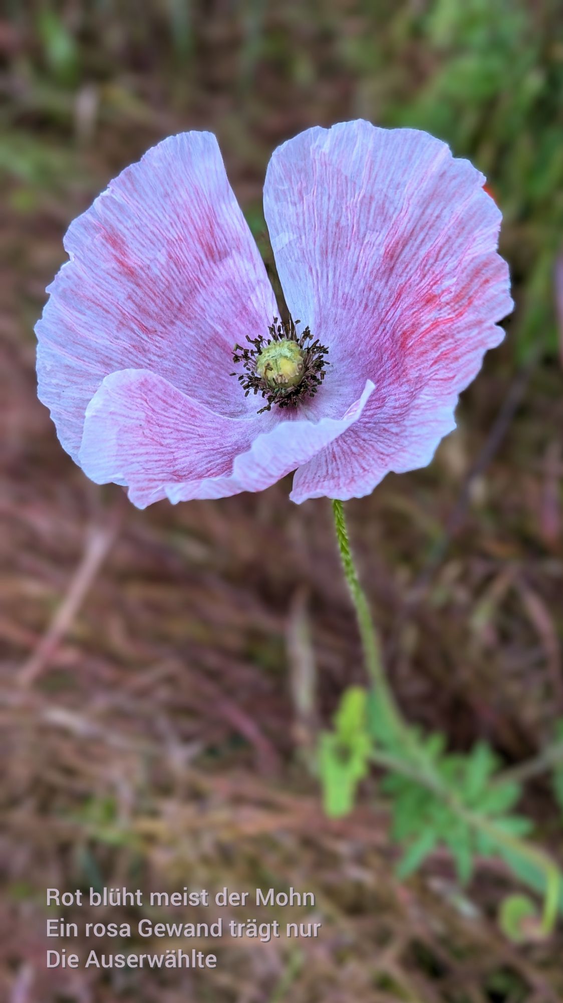 Haiku des Tages vom 19. Juni 2026 – meinRegionalkompass.com